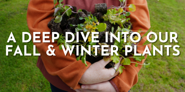 A Deep Dive into Our Fall & Winter Plants – Leaf'd Box