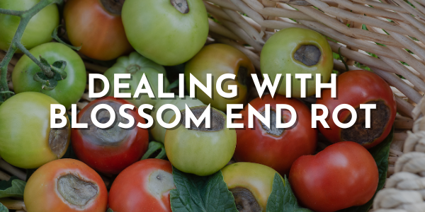 Dealing with Blossom End Rot – Leaf'd Box
