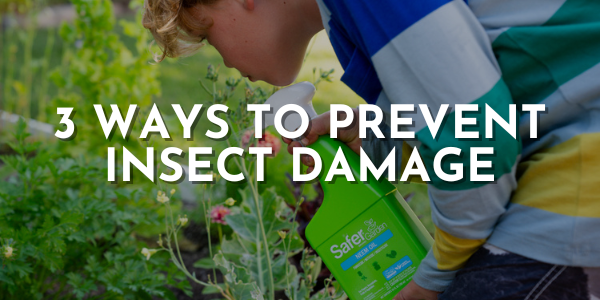 Pesky Pests: 3 Ways to Prevent Insect Damage – Leaf'd Box