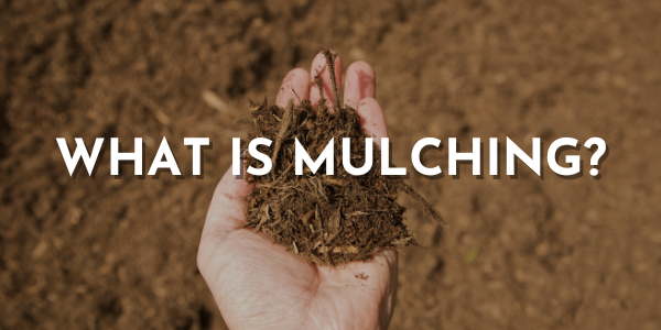 What is Mulching? 7 Reasons Mulching Helps Your Garden – Leaf'd Box