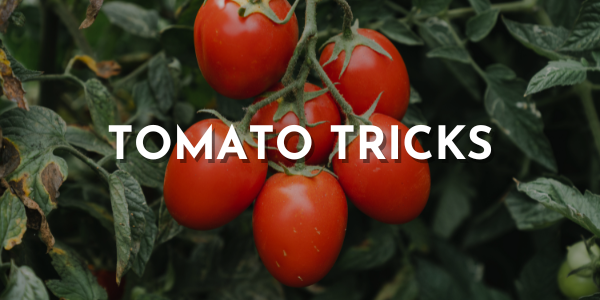 Tomato Tricks – Leaf'd Box
