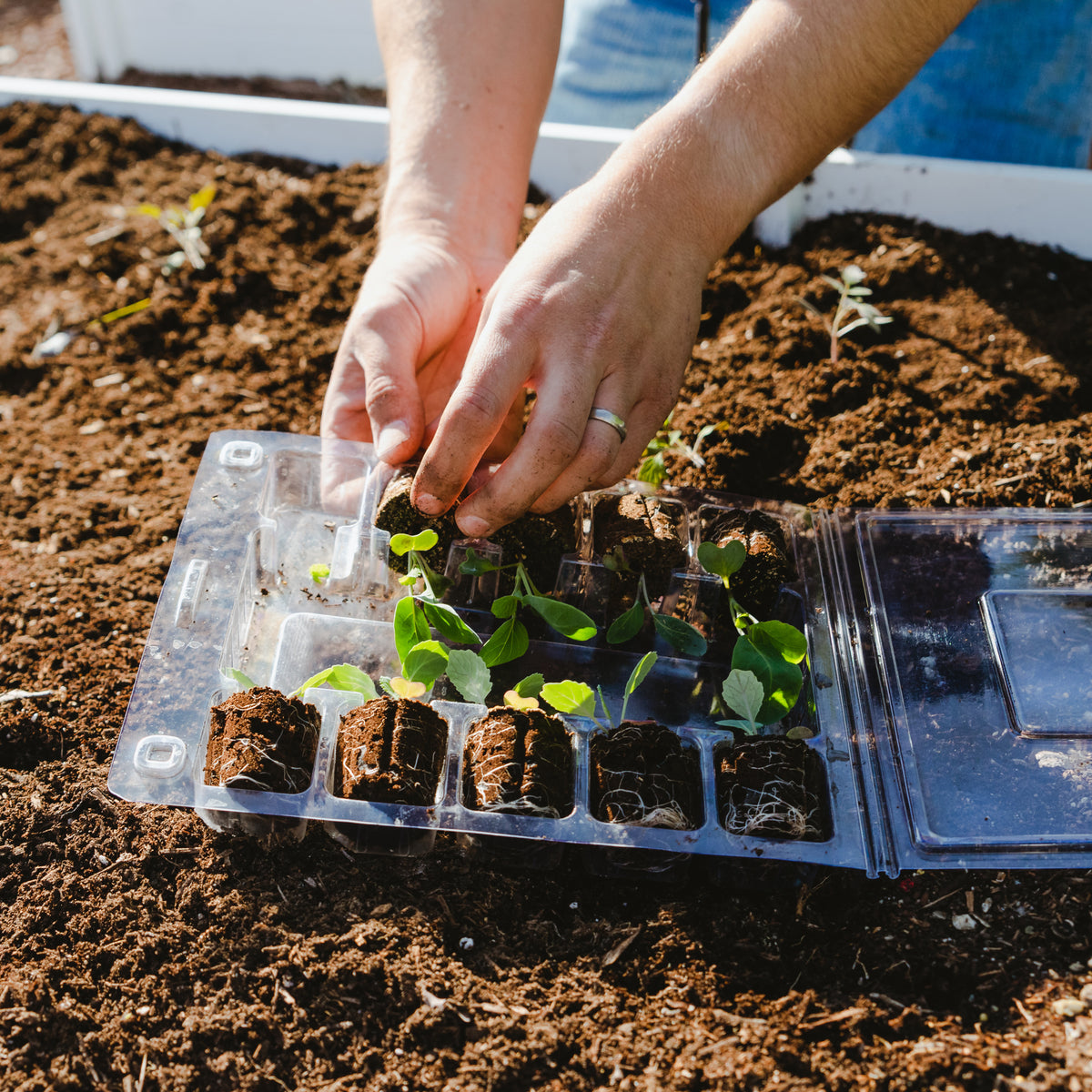 One Time Boxes – Leaf'd Box