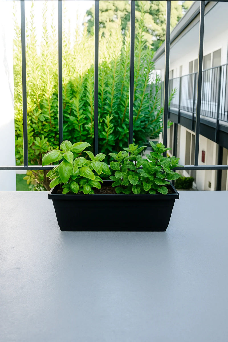 Windowsill Planter Kit with Plantlings – Leaf'd Box