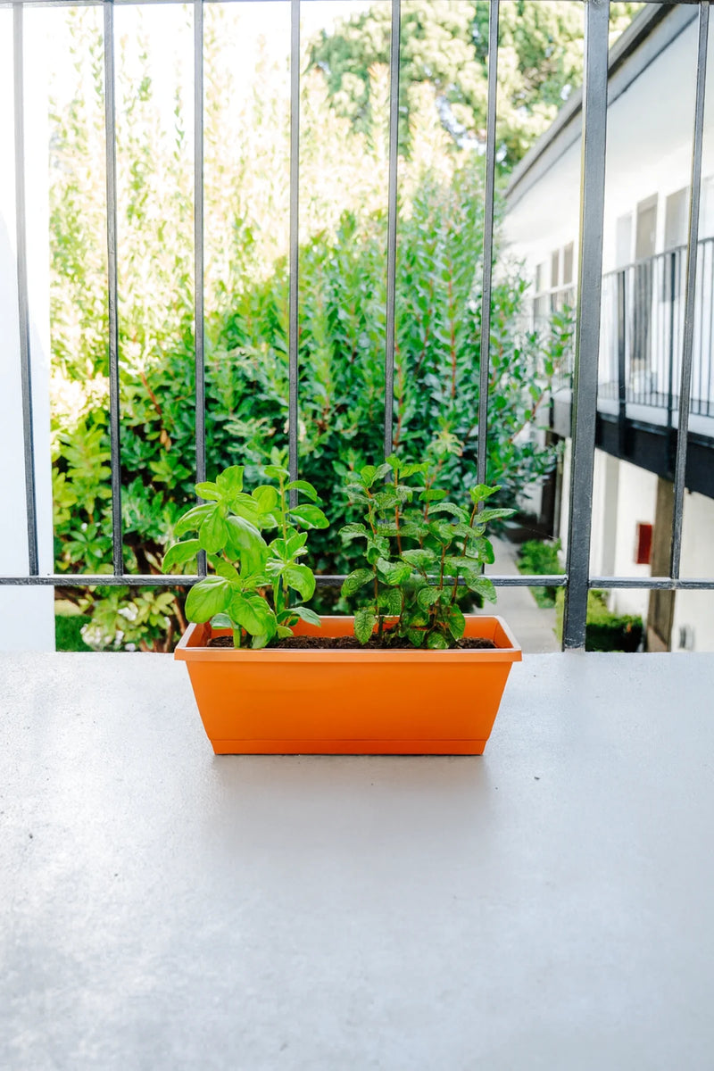 Windowsill Planter Kit with Plantlings – Leaf'd Box